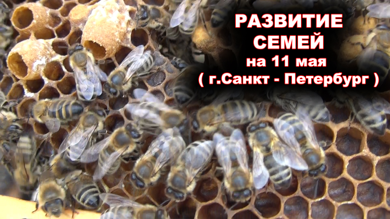Развитие семей на 11 мая.  г. Санкт - Петербург.