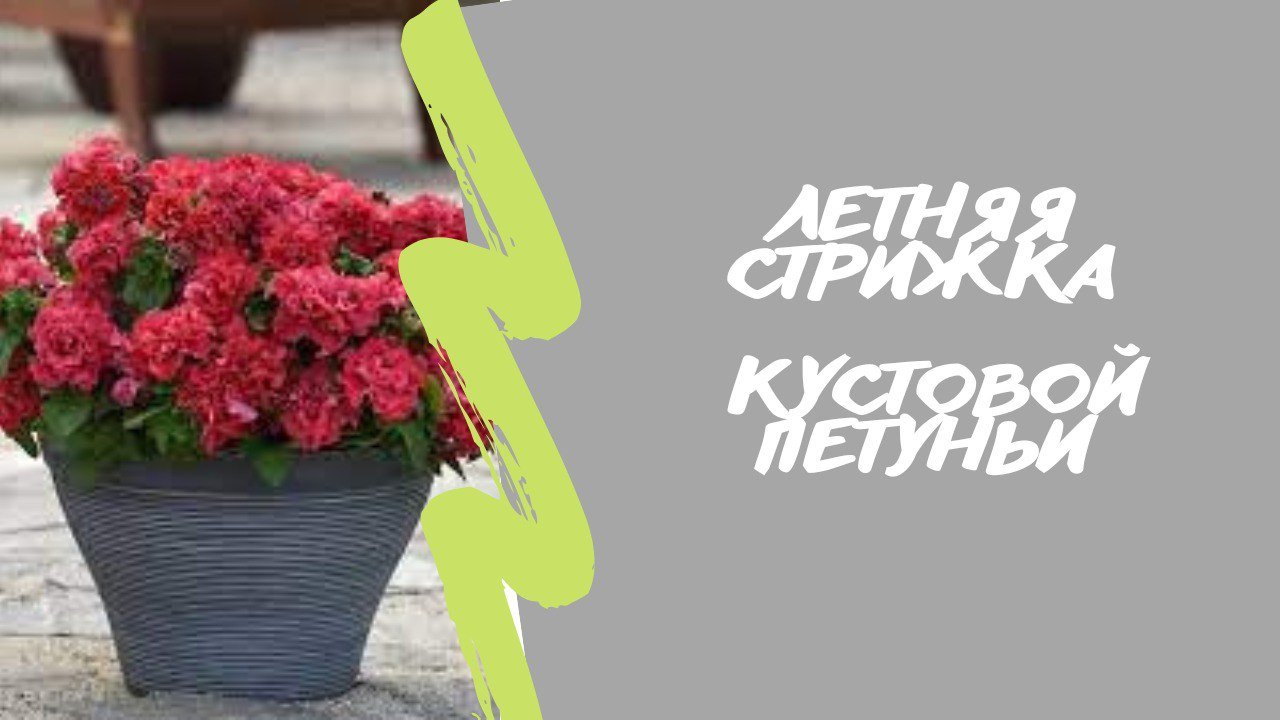 Летняя омолаживающая стрижка кустовой петуньи???