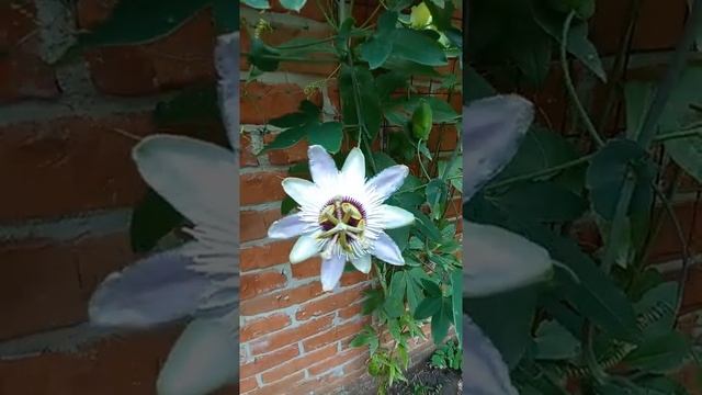 Осеннее цветение пассифлор. Passiflora