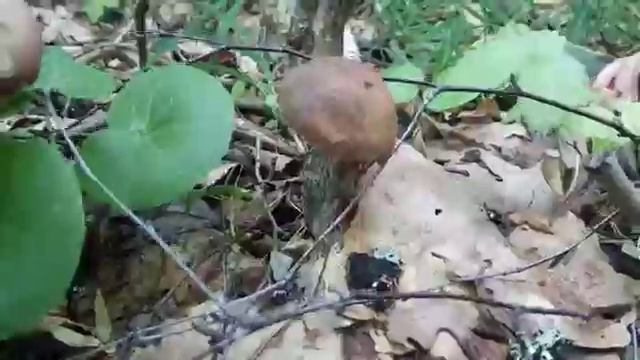 Калужская область. Износковский район. Грибной сезон закрыли удачно. Тихая охота удалась.