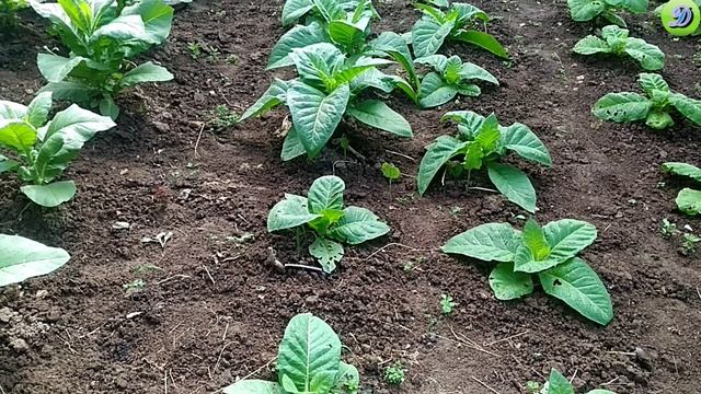 Обзор табака спустя месяц после высадки в открытый грунт.