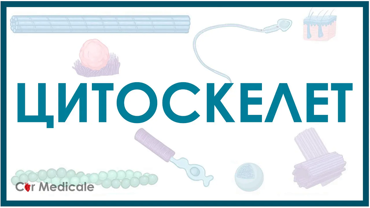 Цитоскелет - что это, строение, функции ｜ Биология клетки