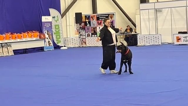 Чемпионат РКФ,чемпионат Санкт-Петербурга,соревнования по танцам с собаками.