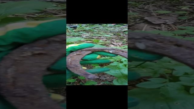 Ещё одна подкова из леса