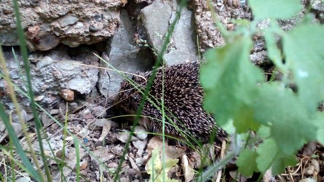 К нам в деревню пришел ежик