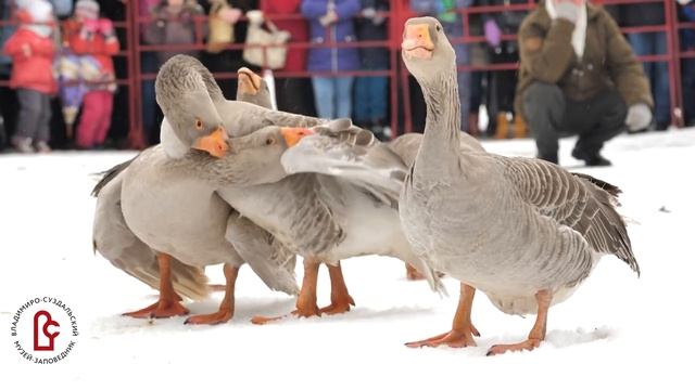 Гусиная потеха за любовь в Суздале