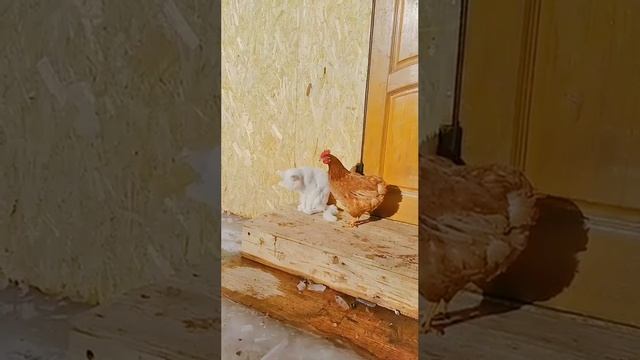 Два неразлучных друга