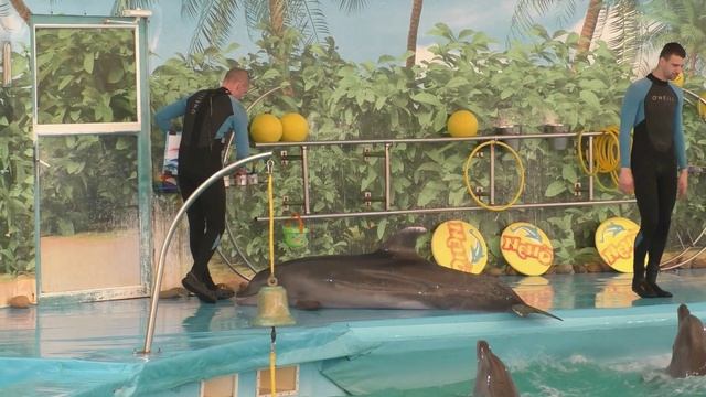 Выступление АФАЛИН. Феодосийский дельфинарий"Немо".