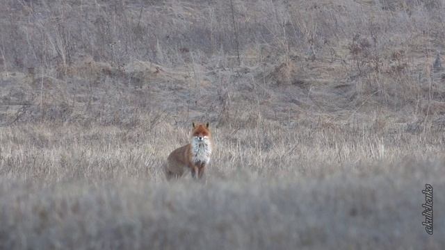 ЗАЙЦЫ И ЛИСЫ