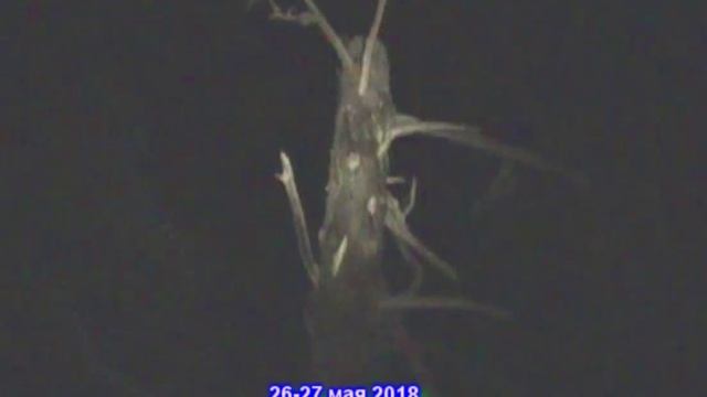 Мохноногий сыч 2 Семейная жизнь в тишине