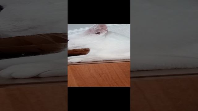 НАПУГАЛ ШВАБРОЙ, УСПОКОИЛИСЬ.