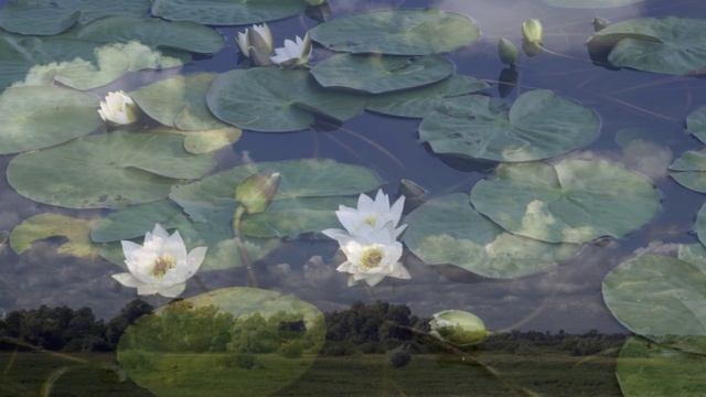 "РАЗНОЦВЕТЬЕ МАРИЙСКОГО ЛЕТА"... (Фото Измаила Ефимова (Йошкар-Ола), музыка - Giovanni Marradi)