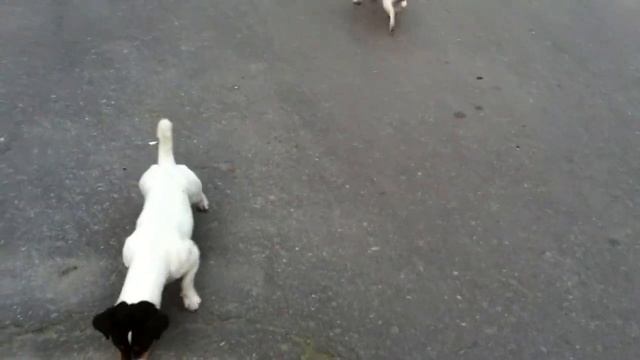 Хуго лает на Юсю