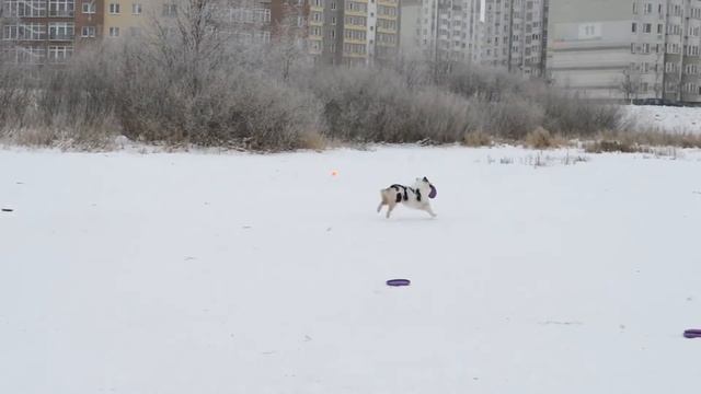 Вебстайл 2017 Алексей и австралийская овчарка Барни.mp4