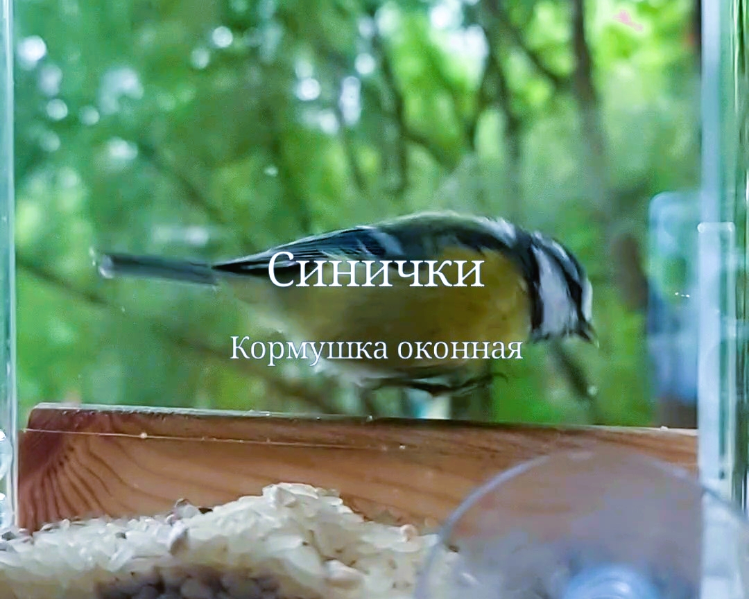 #замедленное #видео #Кормушка оконная для #птиц синичек, как оказалось. Они одни в ней хозяйничают.