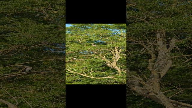 Криница, река Пшада. Ещё какие-то птицы, безумно красиво и спокойно....