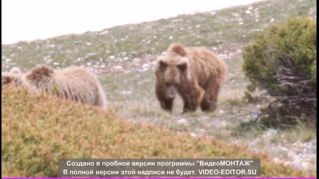 дикая природа Тянь-Шаня