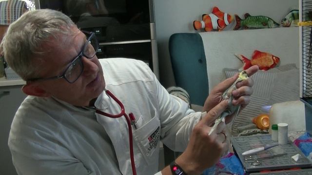 ШВО Как определить наличие подкожного жира у волнситого попугая и других птиц. Август 2024