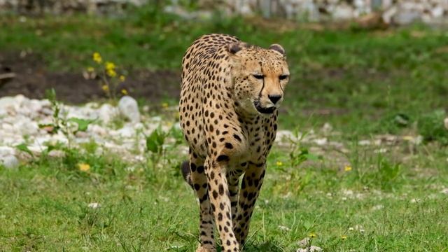 Леопард и Рысь.mp4