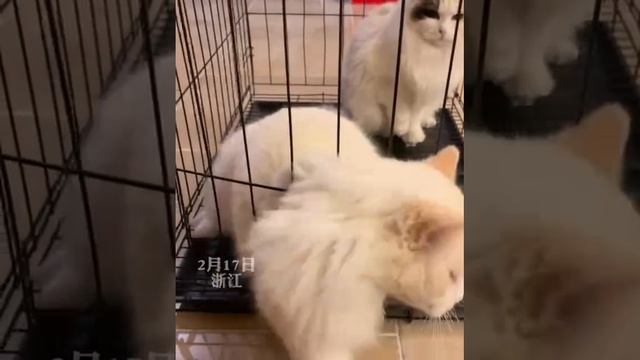 Коты — это жидкость! ?