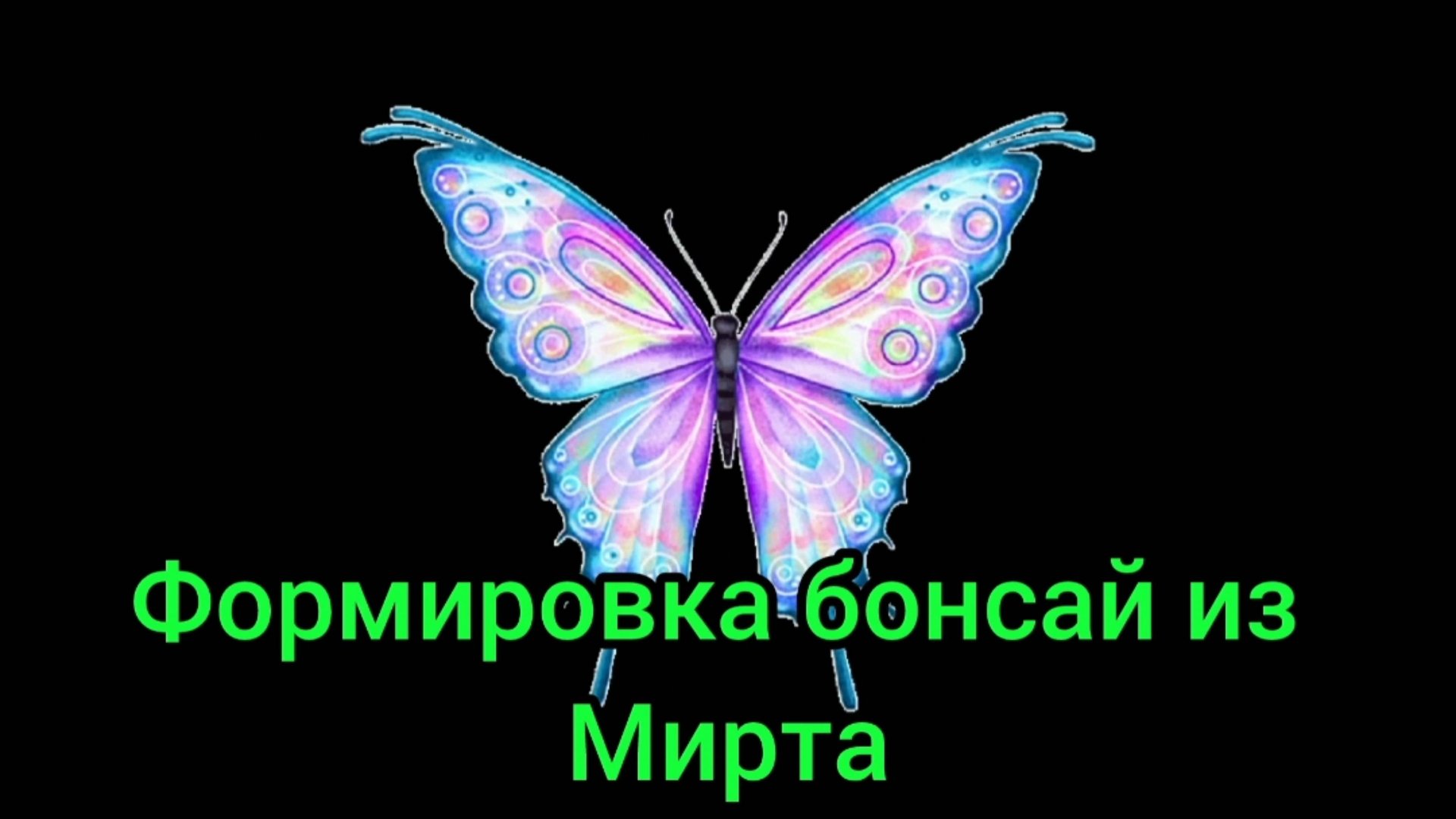 Формировка Бонсай из Мирта.