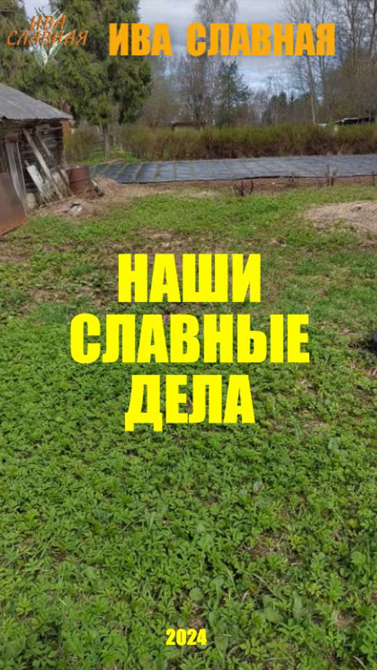 Ива Славная: Наши славные ивовые дела (23.04.2024)