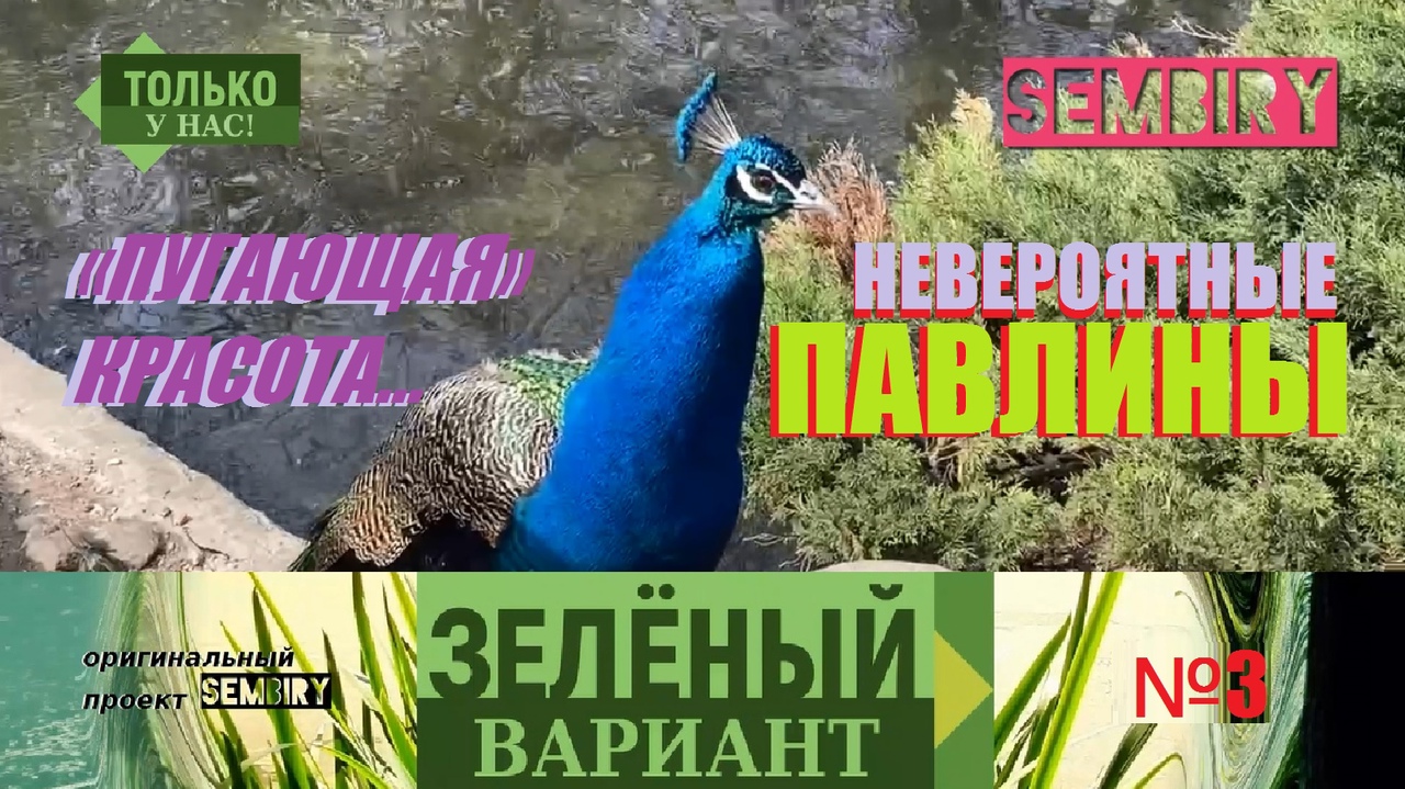 ПАВЛИНЫ: ПУГАЮЩАЯ КРАСОТА... ЗЕЛЁНЫЙ ВАРИАНТ. Выпуск от 01.03.2023