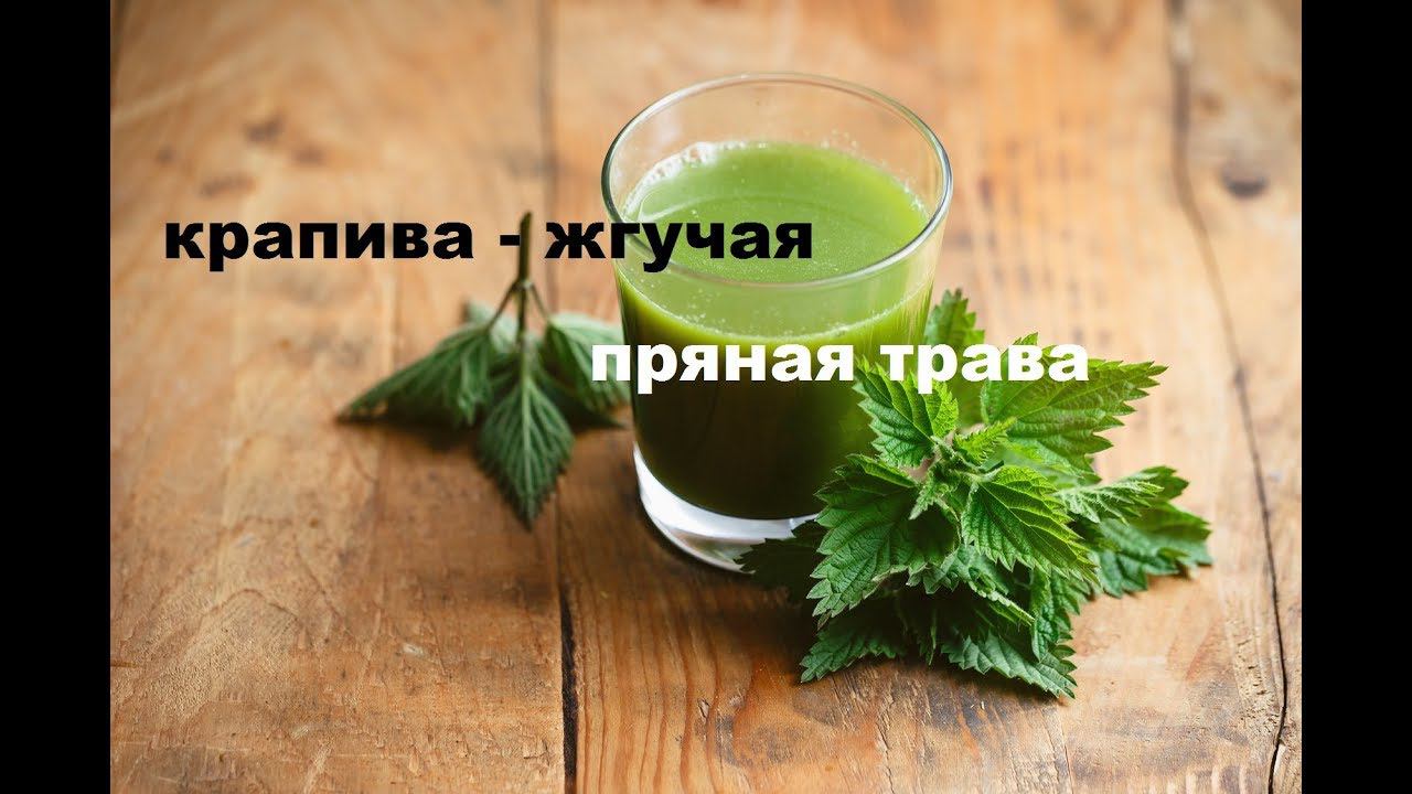 ПРЯНОСТИ И СПЕЦИИ. КРАПИВА ДВУДОМНАЯ И ЖГУЧАЯ. школа саа