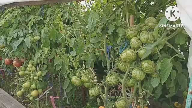 Сибирь. Обзор томатных гномов на 16 августа.