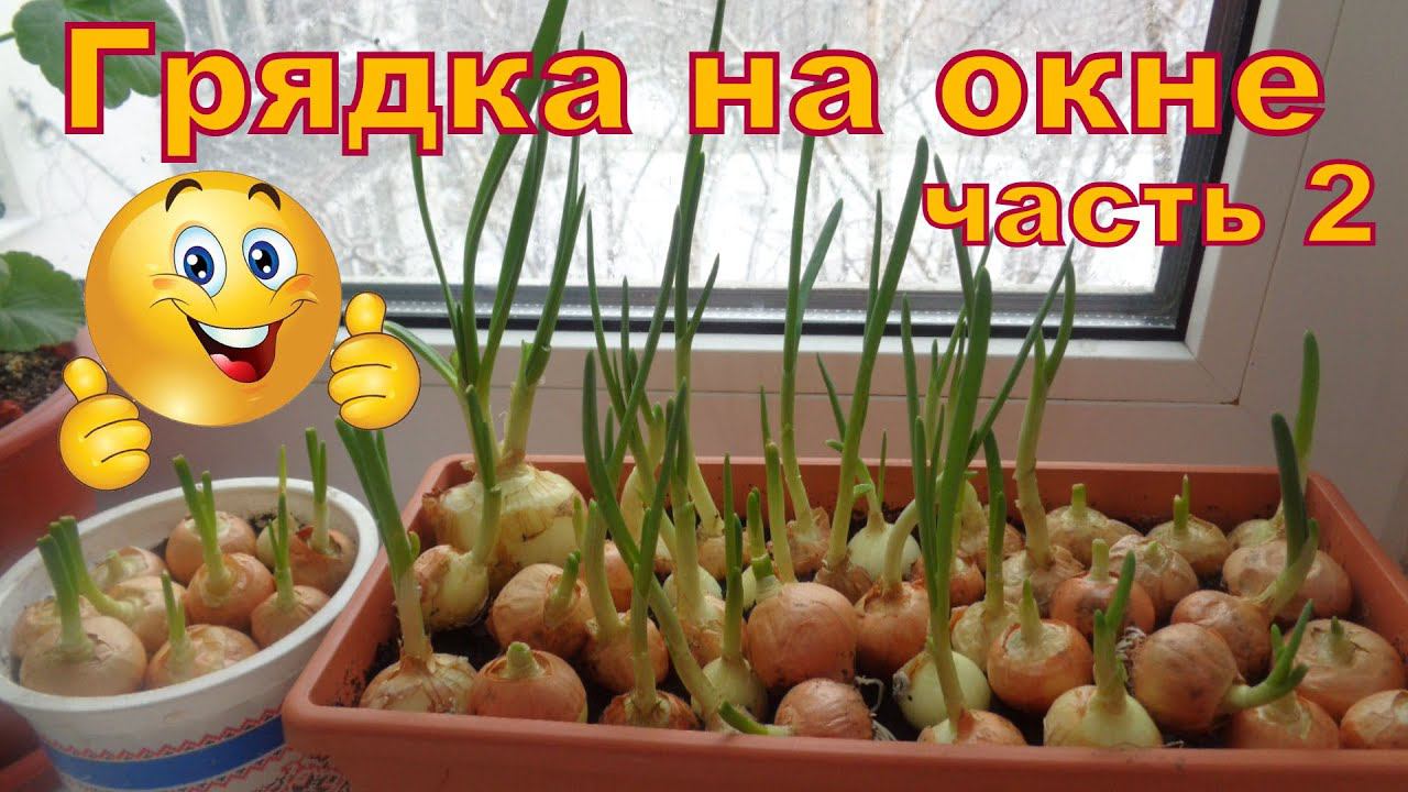 Грядка на окне, прошло 4 дня.