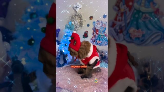 В ожидании подарка???? #котик #подарок #животные #котики #рекомендации