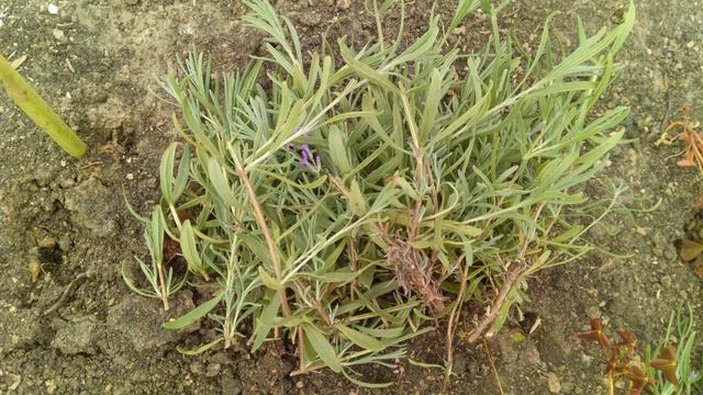 Супер лаванда. Ароматная и изящная. Как сажать..mp4