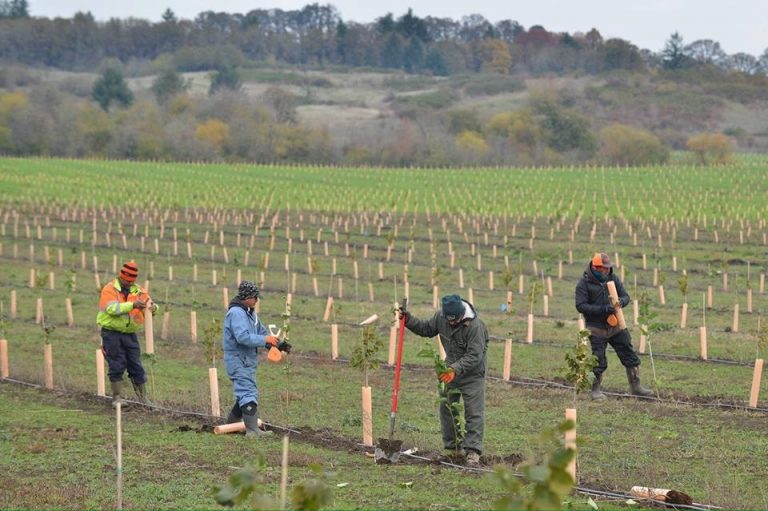 Очень много орехов на даче?
