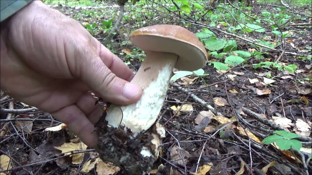 Прошлогодние грибы