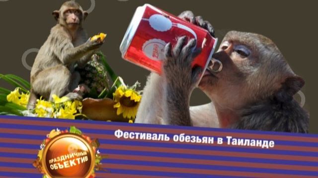 Странные праздники. Фестиваль обезьян.