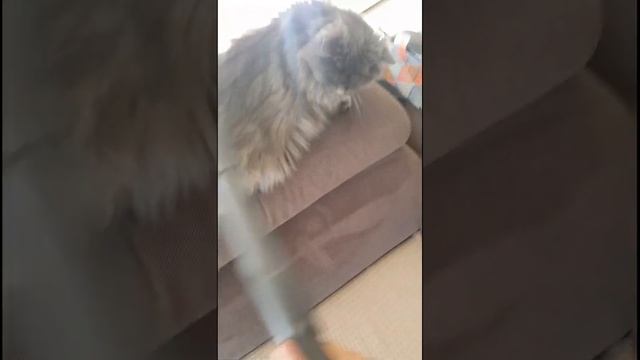 Кот любит пылесос!