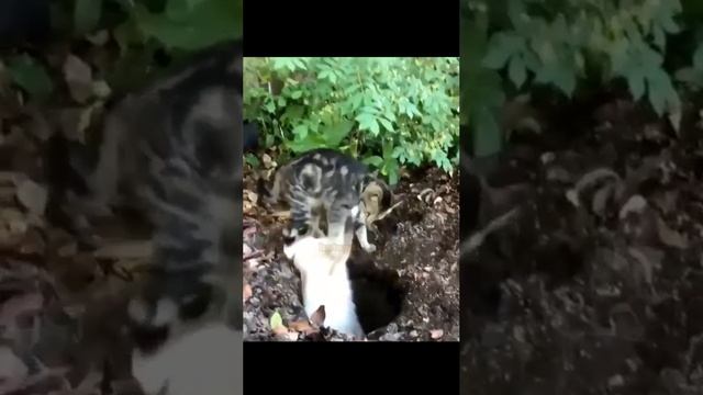 Говно ты, а не кот