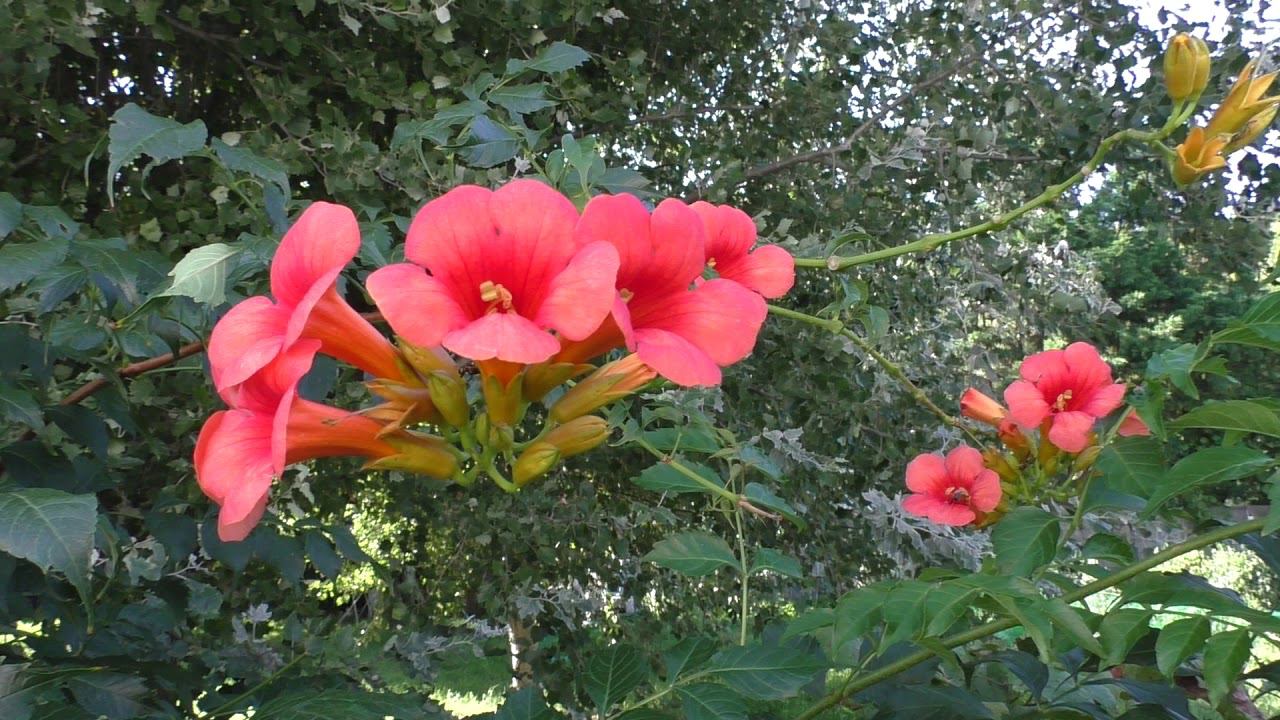 2018-08-03_Торони_усадьба Сакиса_Какие там цветы-2