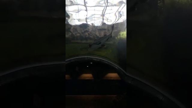 Когда над головой плавают рыбы