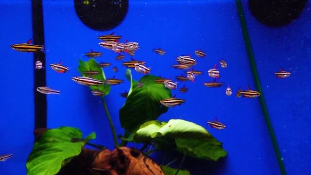 Nannostomus marginatus.mp4