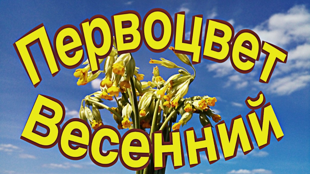Первоцвет весенний.