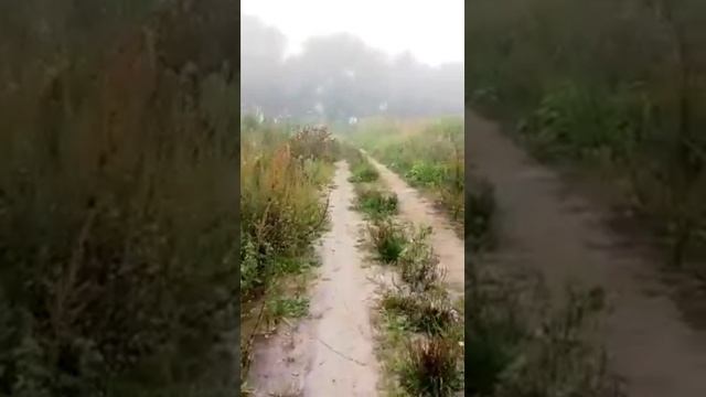 утро_туман-выгул.mp4