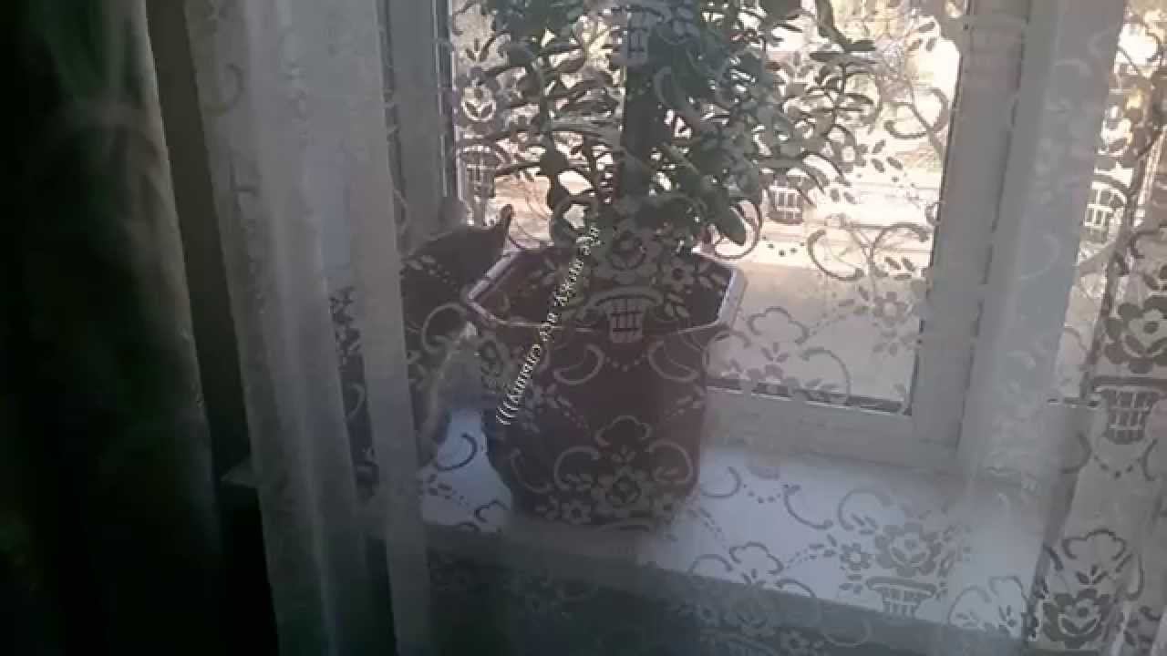 Кошка Пуся и окно. Пока никто не видит, можно и на окно...)))