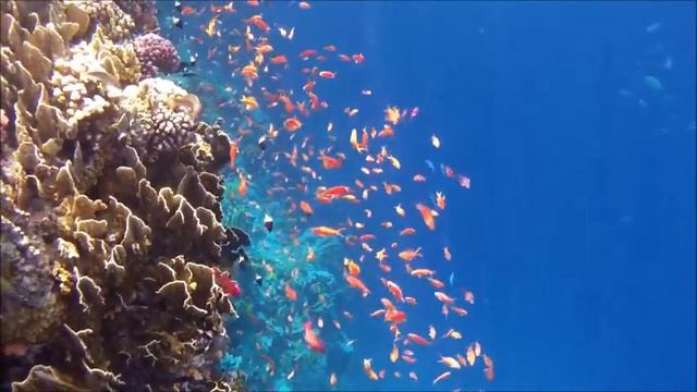 Сен-Санс "Аквариум". Видеозаставка для слушания.