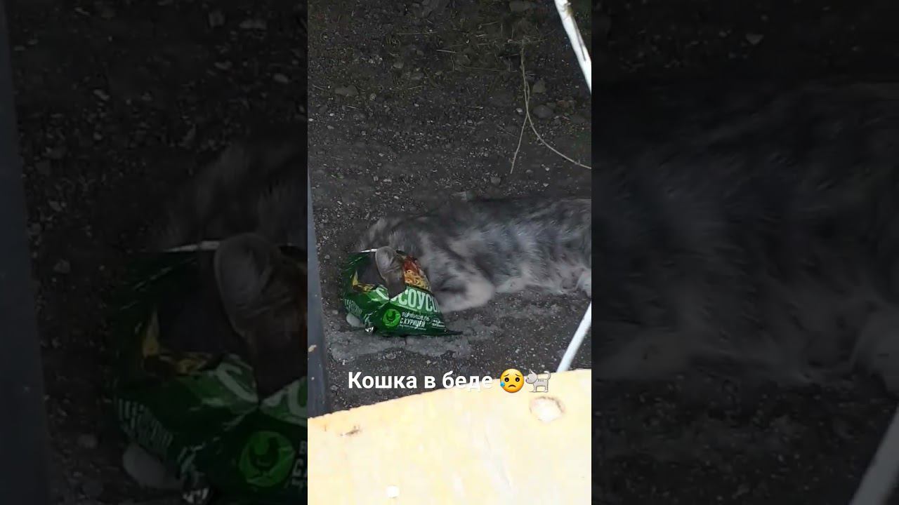 кошка в беде