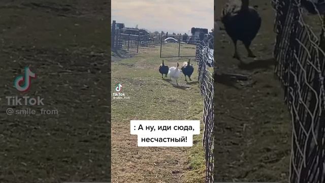 не транзите индюков 👍😨