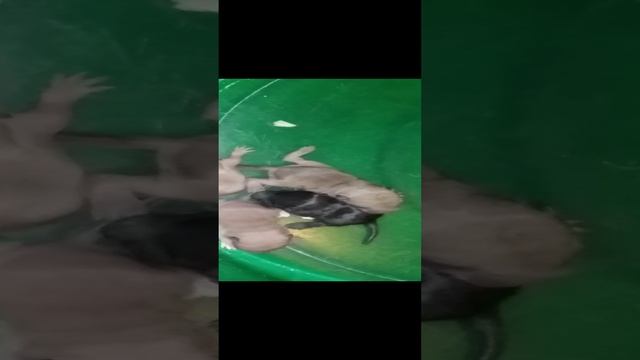 Маленькие песчанки (Часть 2)