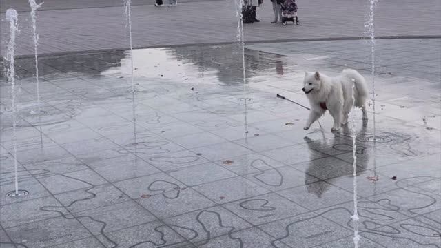 Веселая любопытная собака играет с фонтанчиками