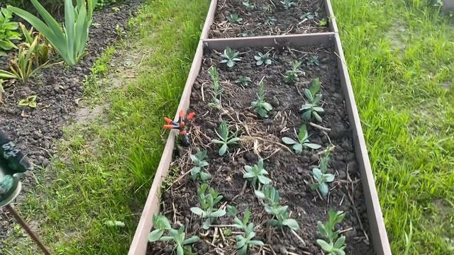 Сняла укрытия и высадила однолетники в открытый грунт