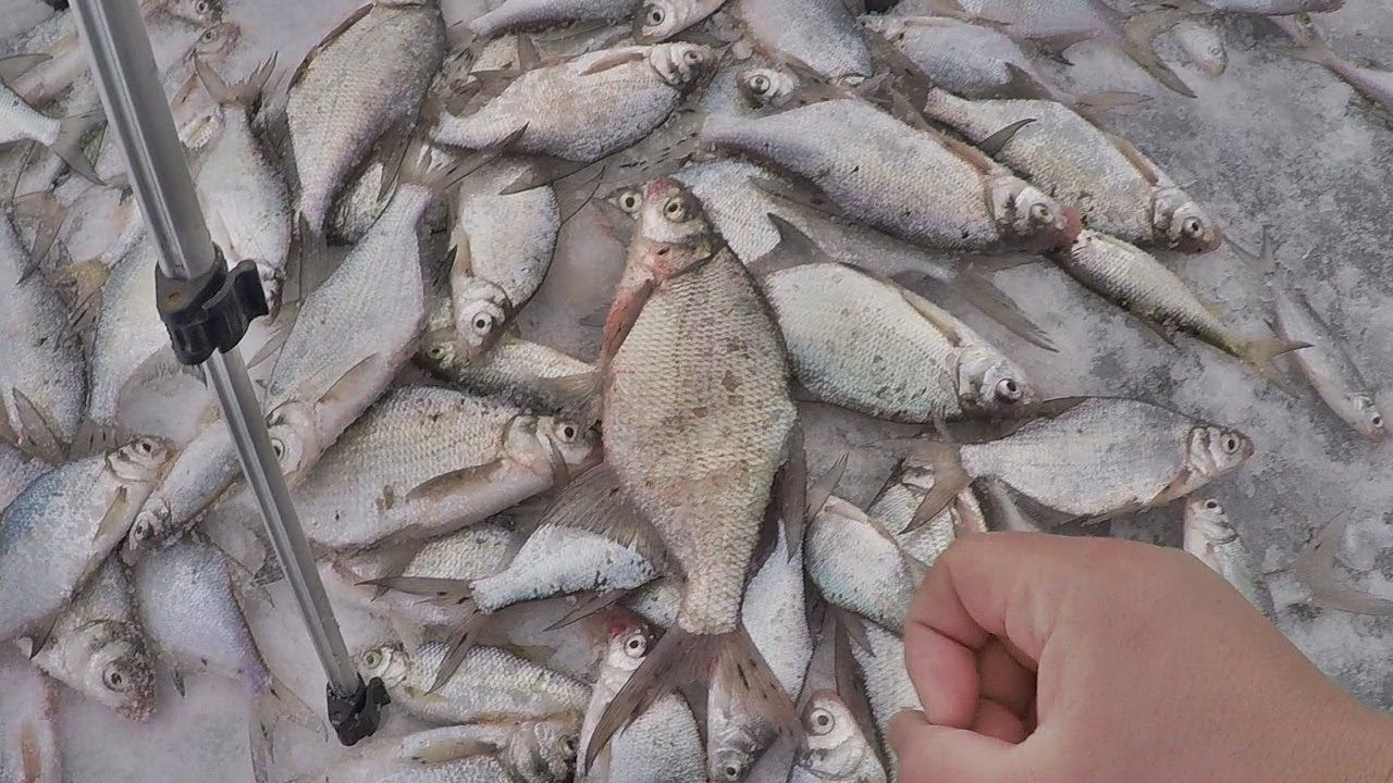 НАТЯГАЛИ с ОТЦОМ РЫБЫ! Рыбалка в Палатке. Ловля на коромысло.